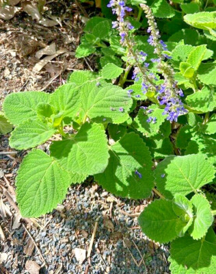 Bush Basil, Coleus graveolens, Five Spice Plant, Bush Tucker, 30+ seeds ...