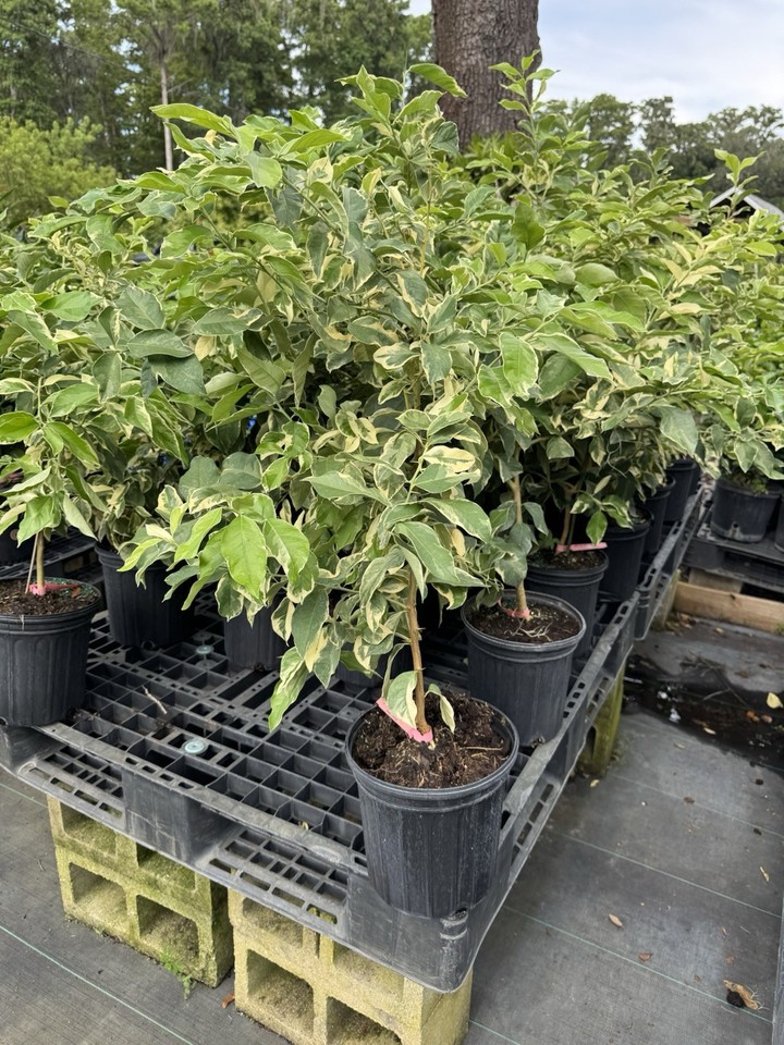 VARIGATED PINK LEMON TREE (GRAFTED) 3 Feet Tall. | eBay