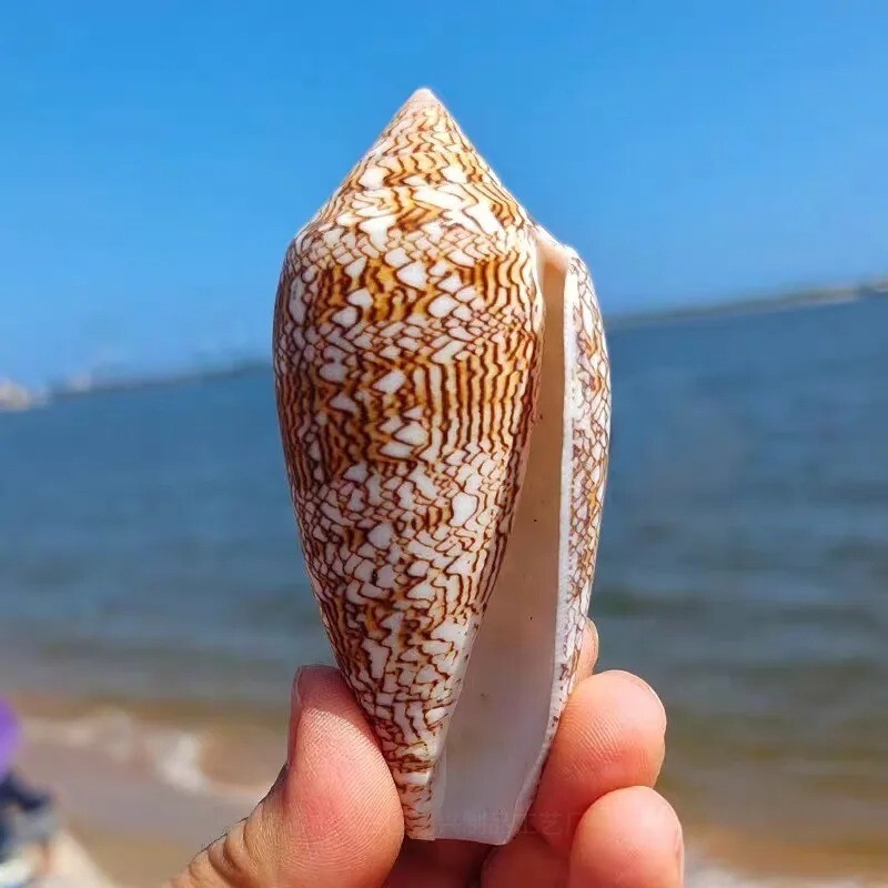 2 Large Conus Textile Cowrie Cone Natural Seashell Rare Real Beach Home ...