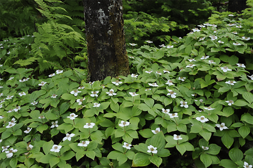 Creeping Dogwood, (Bunchberry), Cornus canadensis, Seeds (Showy, Edible ...