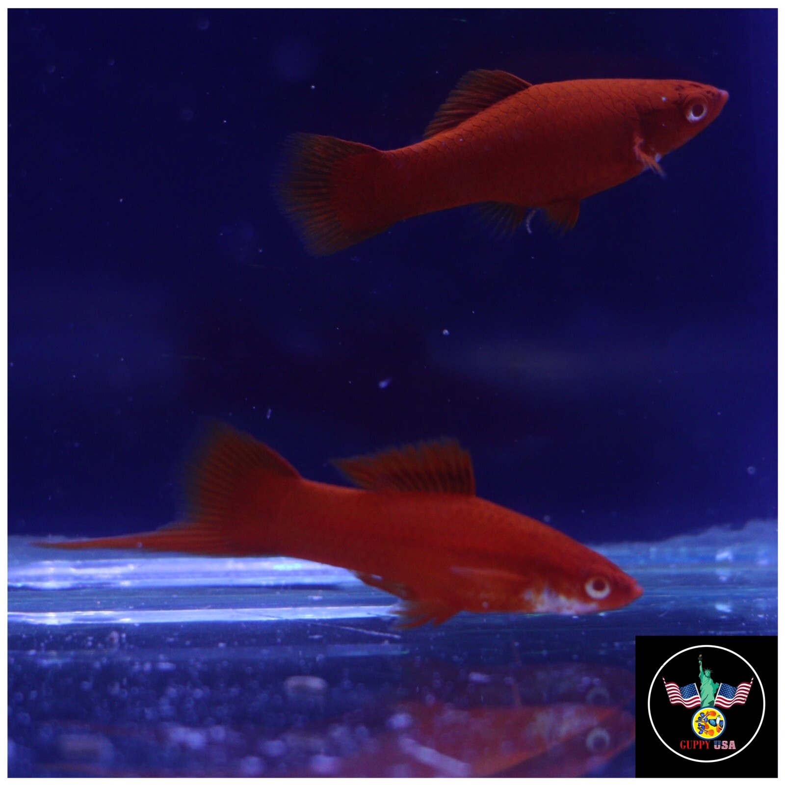 - 1 Pair - Red-Eye Red Swordtail! Top Grade A+++ Swordfish Fish! - | eBay