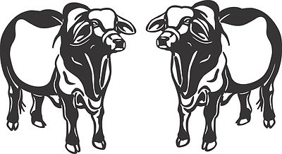 Brahman Bull Stickers 2 x 150 x 135 Quality Stickers UV rated | eBay ...