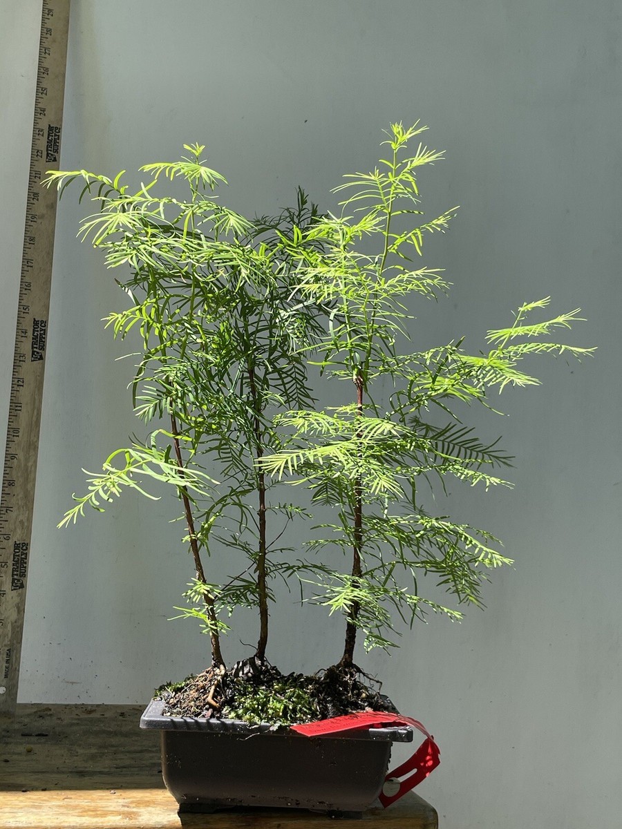 Dawn Redwood Bonsai Metasequoia Glyptostroboides, 'Bonsai' Dwarf Dawn