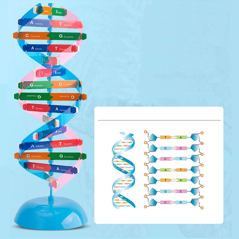 Diy 3d Dna Model
