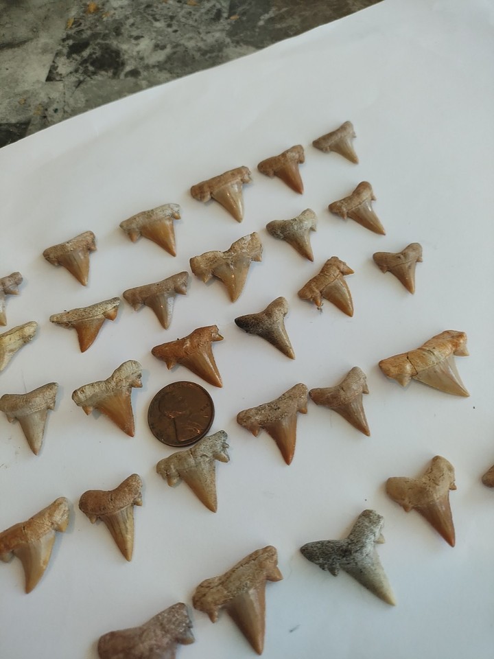 Shark's Teeth Lot. Great For Jewelry Or Any Other Design You Choose. | eBay