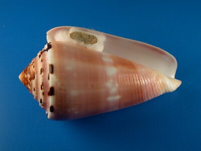 Conus gauguini, Beautiful Color, Very Large, 81.9mm, Marquesas Shell | eBay