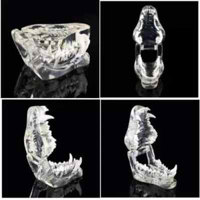 Dog Teeth Model Tooth Transparent Anatomical Veterinary Canine Teaching ...