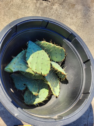 10 Cuttings PRICKLY PEAR CACTUS - OPUNTIA 'FRUIT PUNCH' VAR ALTA Bright ...