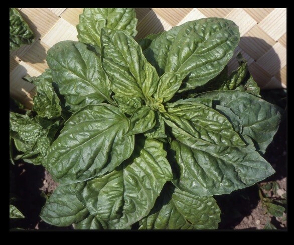 Basil Grandi Foglie Valentino Italian 100 - 4000 Seeds Gourmet Aroma ...