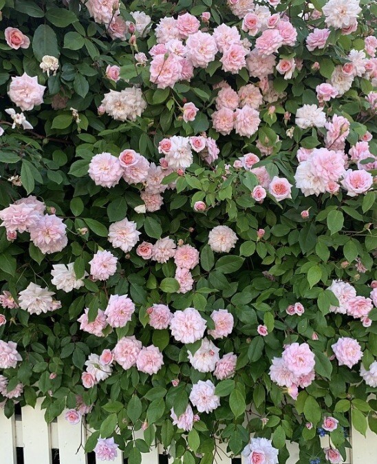 Heirloom Cecile Brunner Rose 16 Premium Plant Cuttings To Start ...