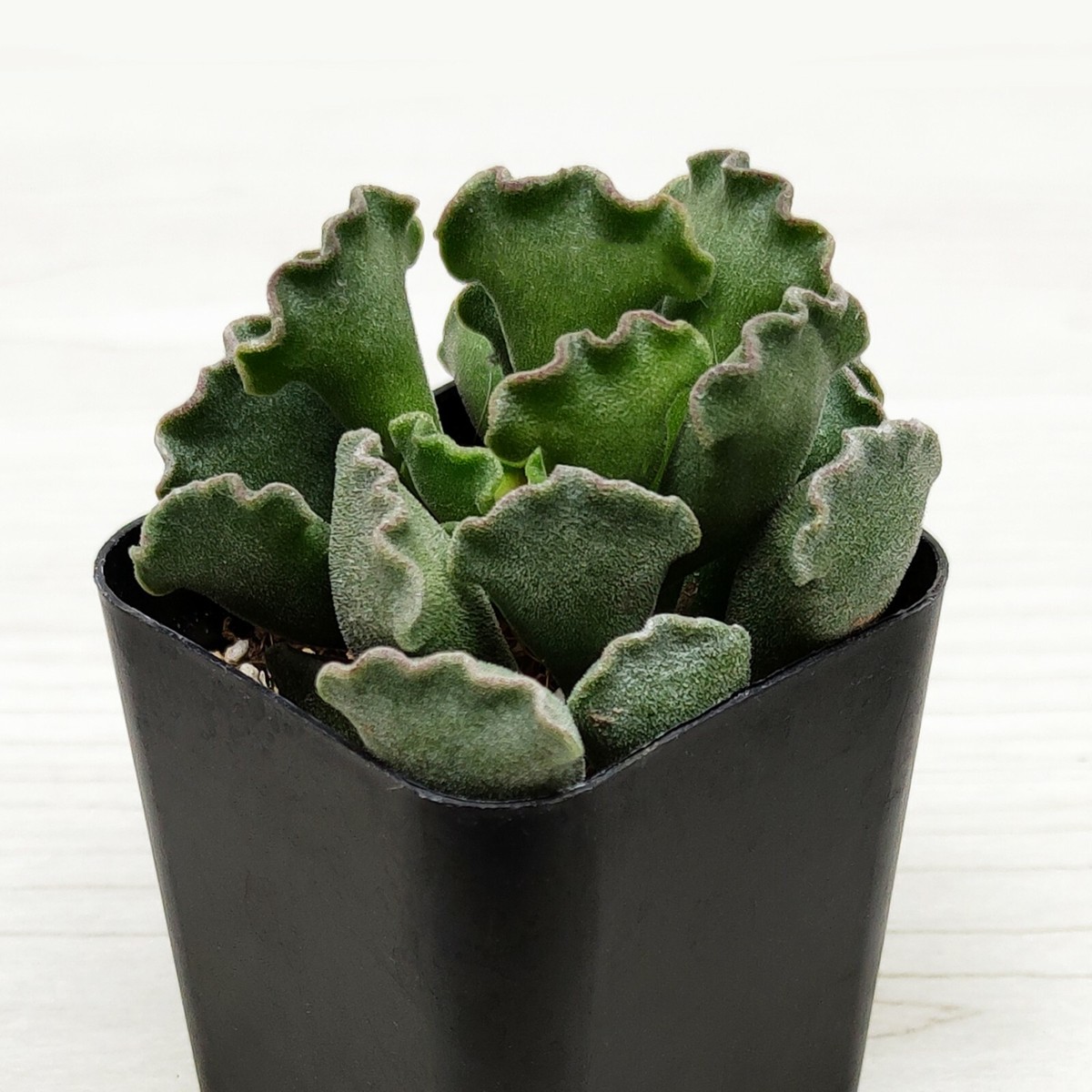 Crinkle Leaf Adromischus Cristatus, Key Lime Pie, Crinkle Leaf Plant