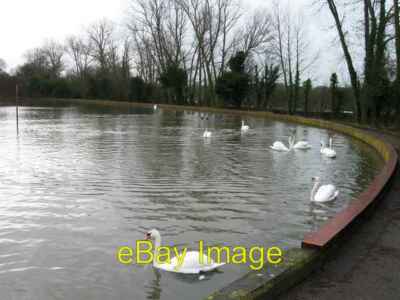 Photo 6x4 Swans on New Pond, Earlswood Lakes Reigate 2 c2014 | eBay UK