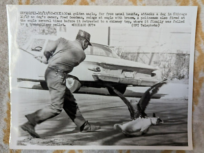 1962 Press Photo GOLDEN Eagle attacks dog Chicago POLICE | eBay