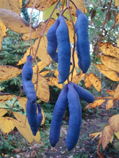 Blue Sausage Fruit {Decaisnea fargesii} Organic | 10 seeds Free ...