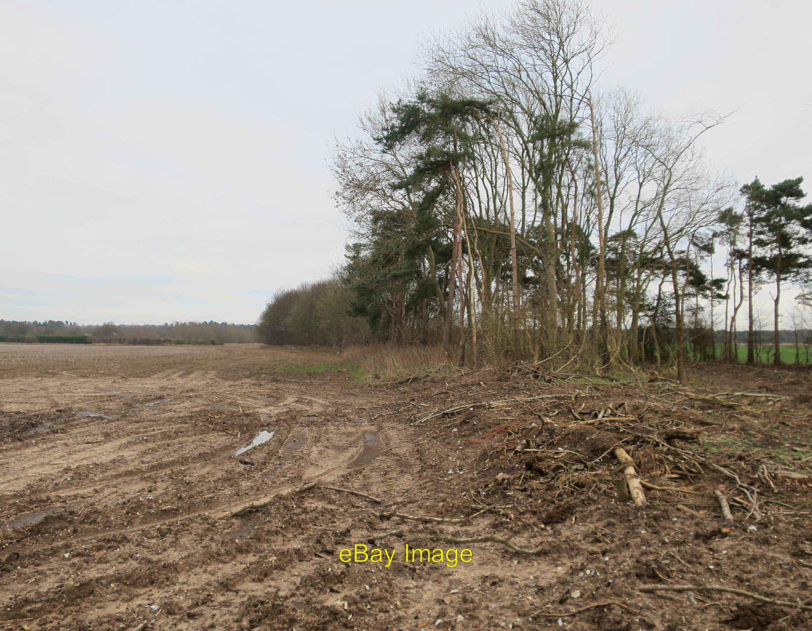 Photo 6x4 Bridleway to Forest Farm Shingham With a small copse recently ...