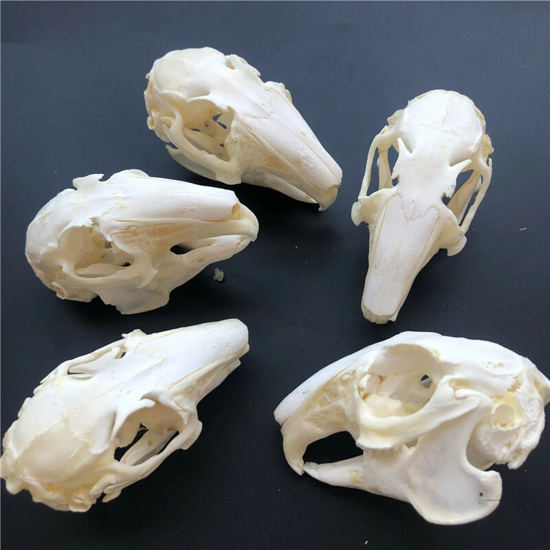 Rabbit Skull