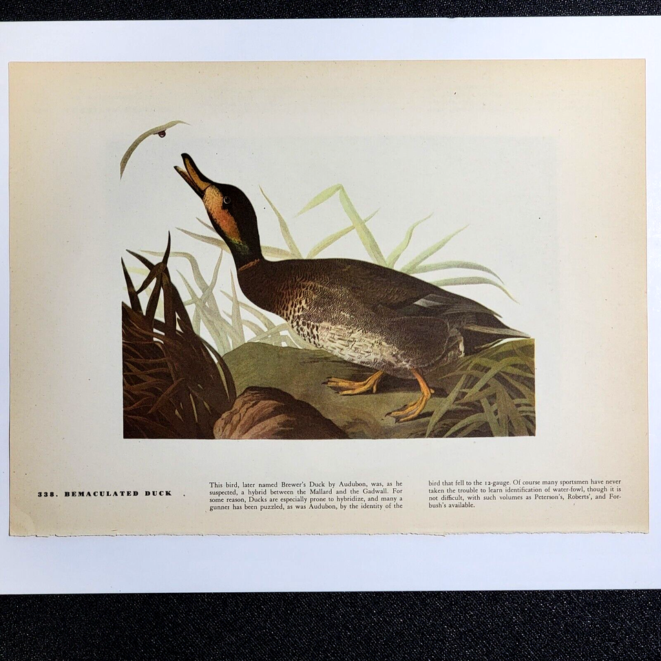 1944 Vintage Audubon Bird Book Print - American Bittern / Bemaculated ...