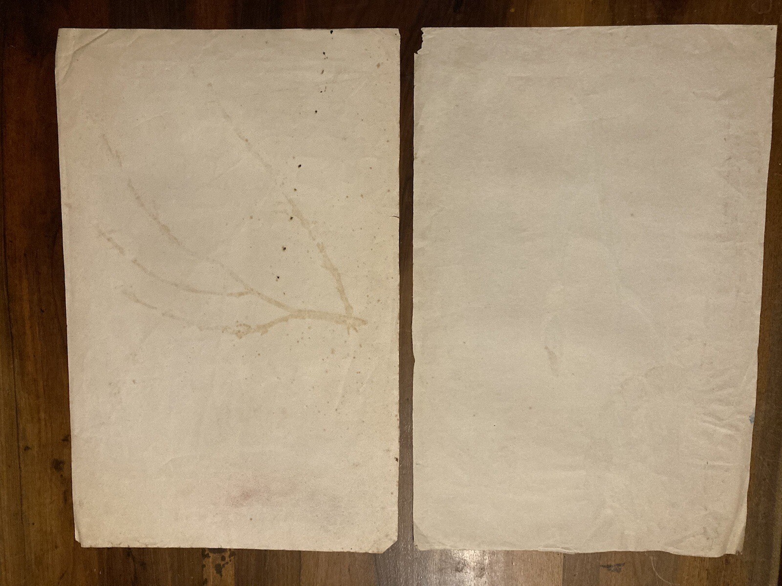 beau Lot 2 Dessins Ancien 1920 Gouache Fleur Fleurs Plante Art Nouveau ...