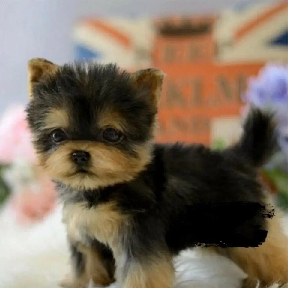 Simulation Toy Dog Realistic Yorkie Dog Puppy Lifelike Stuffed ...