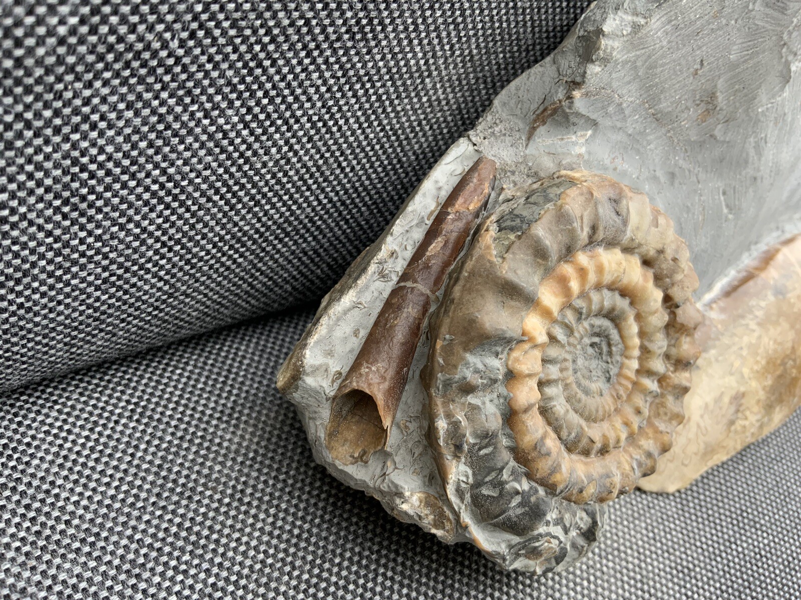 Echioceras + Gleviceras Ammonite + Belemnite Rare Fossil Freestanding ...