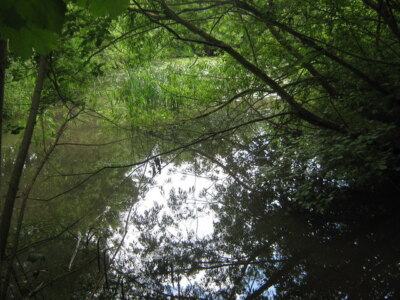 Photo 6x4 Fish Hall Lake Tonbridge This large pond/lake is close to ...