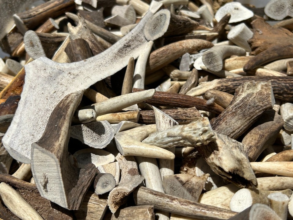 1 LB Antler Scrap – Elk & Deer Tips, Chunks, Pieces for Crafts ...
