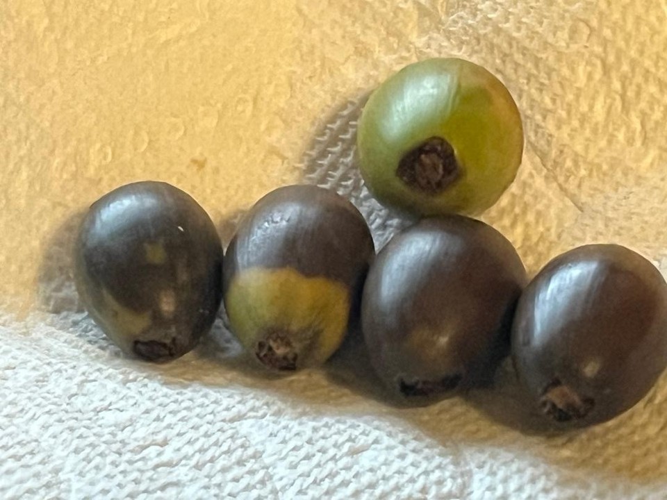 10 - BURR OAK TREE Acorns - XXL - 2025 no caps - Float tested + 5 white ...