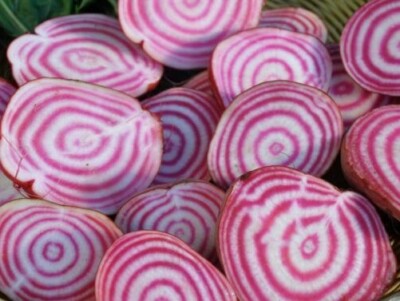 CHIOGGIA BEET SEEDS 100+ survival GARDEN GROW healthy VEGETABLES FREE ...