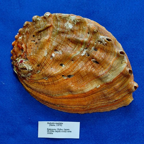 Haliotis madaka 161mm Rare Species Abalone shell Sea shells | eBay