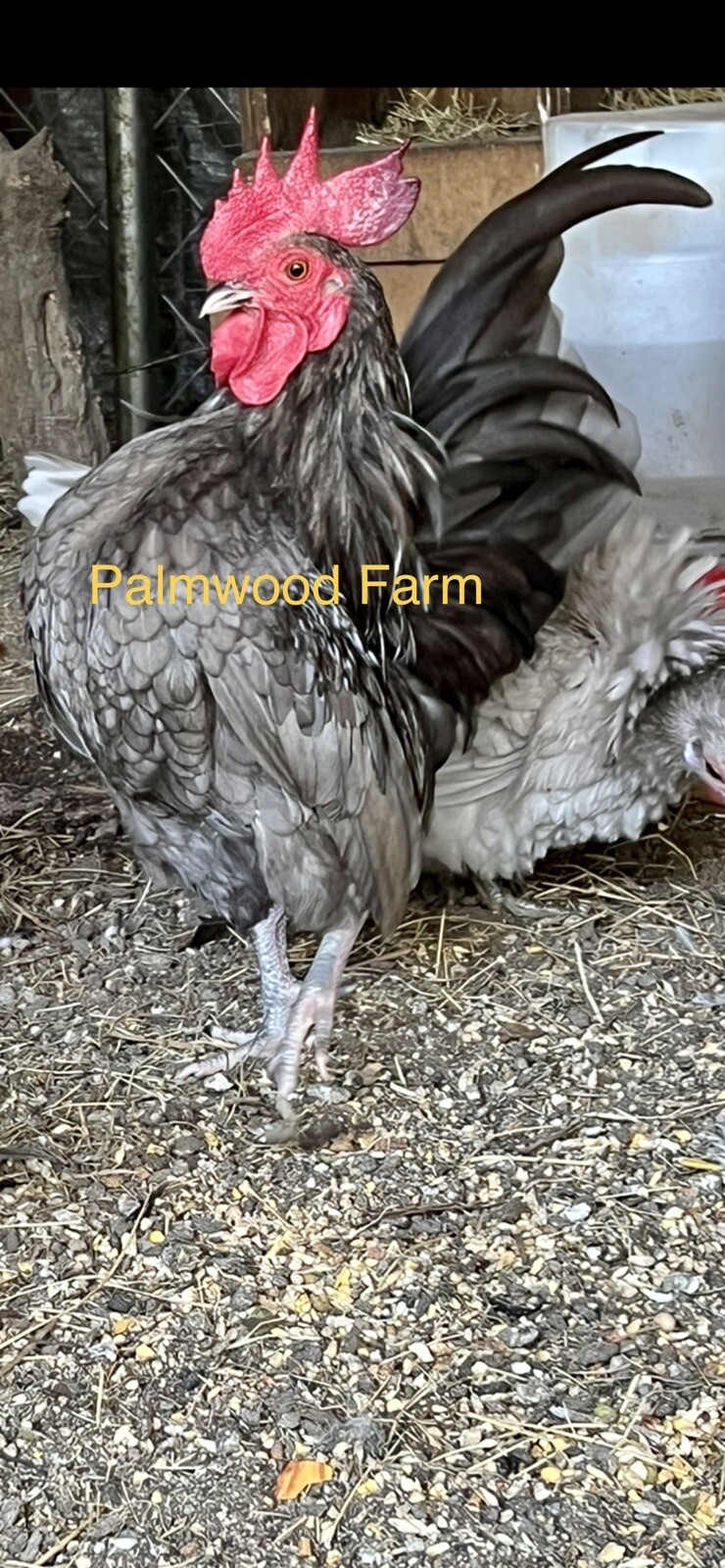 Malaysian Serama chicken hatching eggs 12+ Possible Frizzle - La Paz ...