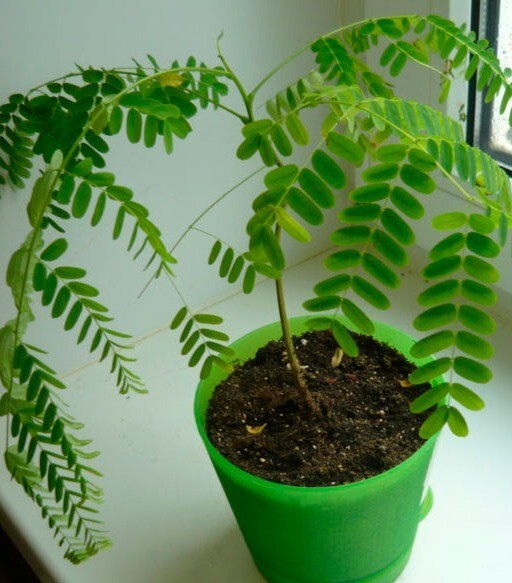 10++ Bonsai Tamarind Tree Seeds (Tamarindus indica) FreshOrganic Dwarf ...