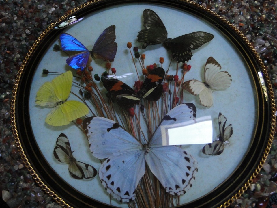 BUTTERFLY PLAQUE-VINTAGE 40'S/50'S,16 X 21 INCHES-JUST A BEAUTIFUL ...