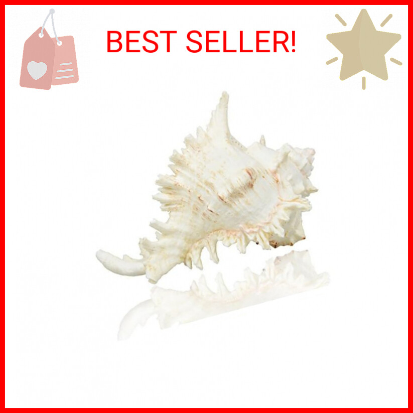 Large Natural Sea Shells, Murex Ramosus shells, Huge Ocean Conch 7-8 ...
