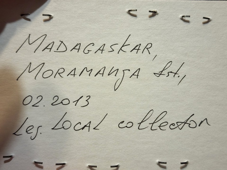 GIANT CRICKET from Madagascar 63mm Insect Entomology Whopper Bug Weta ...