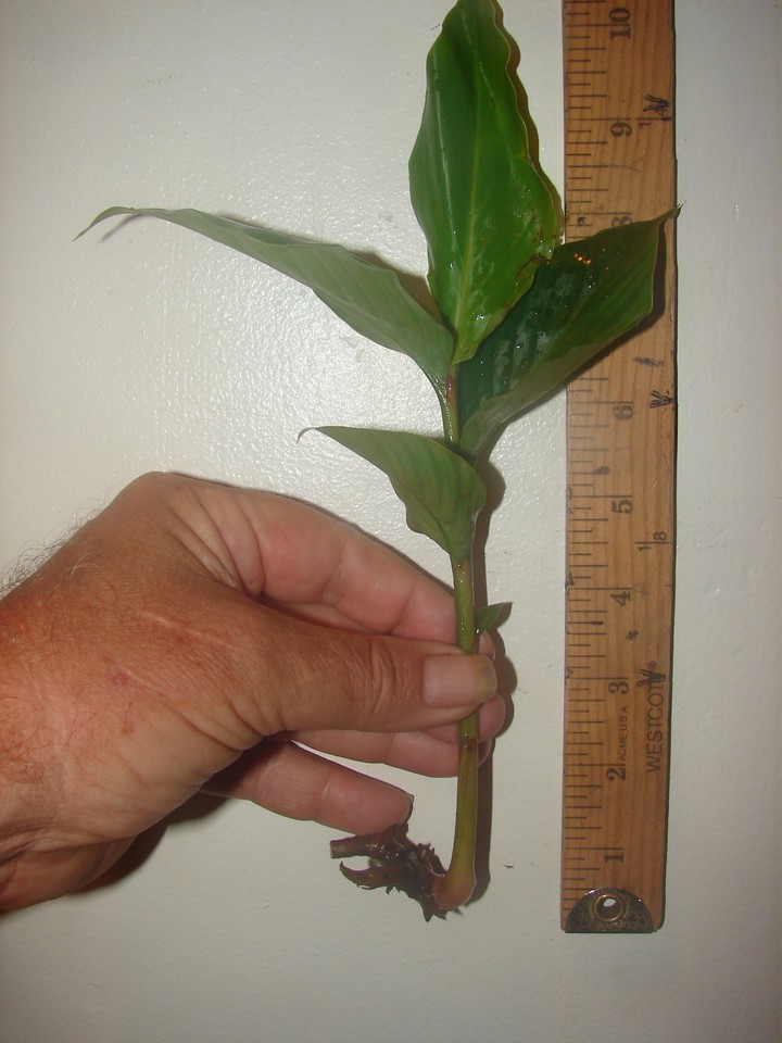 ~HAWAIIAN RED GINGER~ Alpinia purpurata TROPICAL Red Cones LIVE Small ...