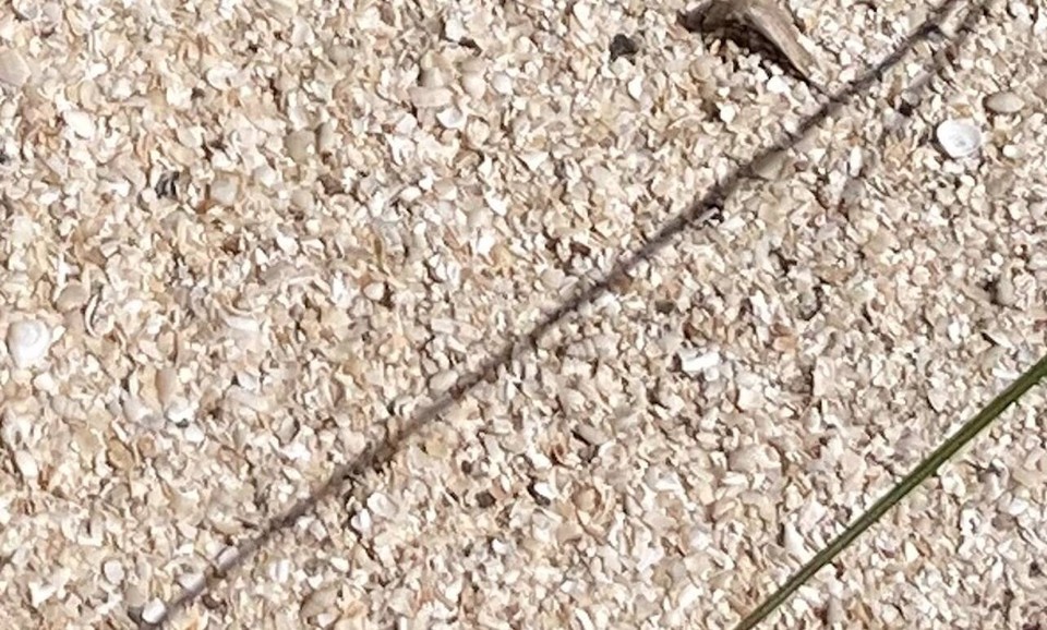 ALL NATURAL fine Calcium Grit for Finches Parakeets Doves 1 FULL QUART ...