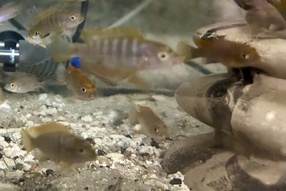 Live Fish (3) Swedish Red Top Labidochromis Hongi 1.5”+ Mbuna African ...