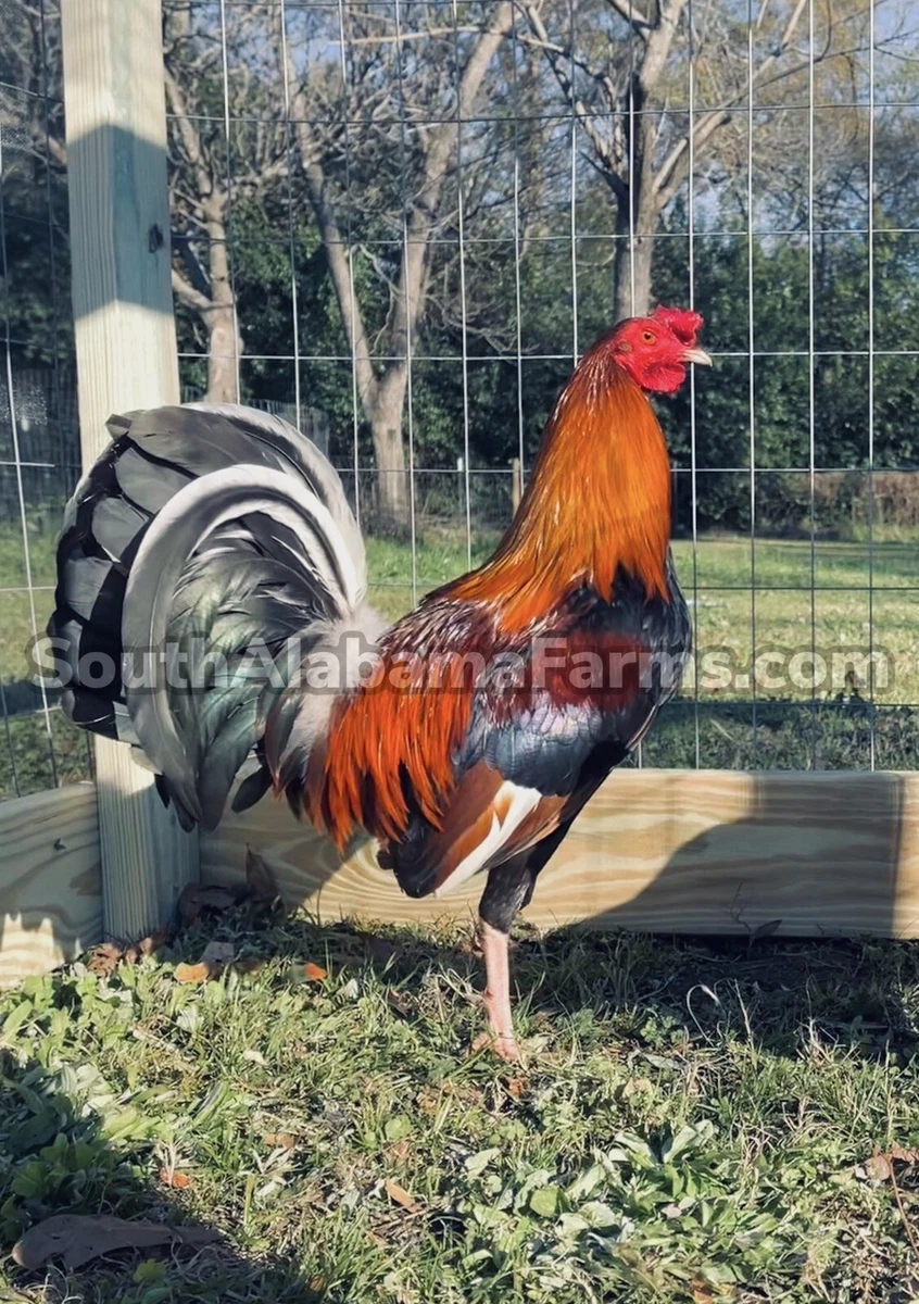 Roundhead Rooster