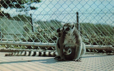 Postcard Ring Tailed Lemur | eBay