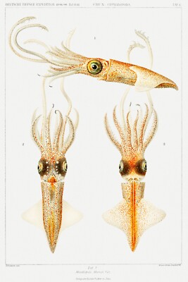 14375.Decor Poster print.Room wall art.Squids illustration.Seafood ...