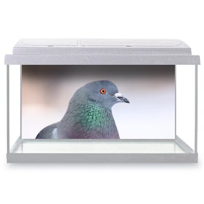 Fish Tank Background Happy Pigeon Portrait Common Wood #51135 | eBay UK