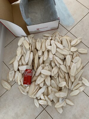 Cuttlefish Cuttlebone Pieces . Over 3.25+ KG. Over 200 +PiecesSecond ...