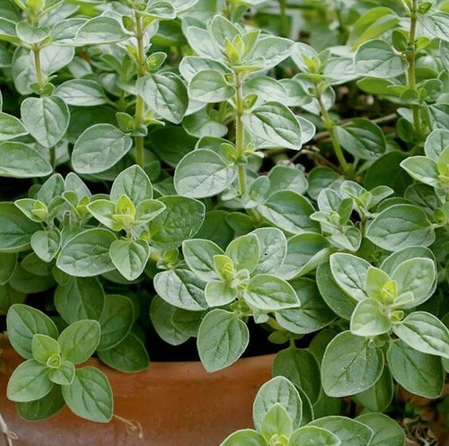 Sweet Italian Oregano Seeds | Origanum Wild Marjoram Perennial Herb ...