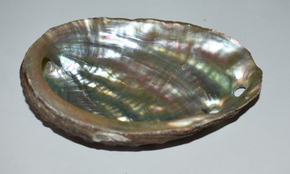 Natural Rainbow Abalone Shell Polished Seashell Fish Tank Aquarium Home ...