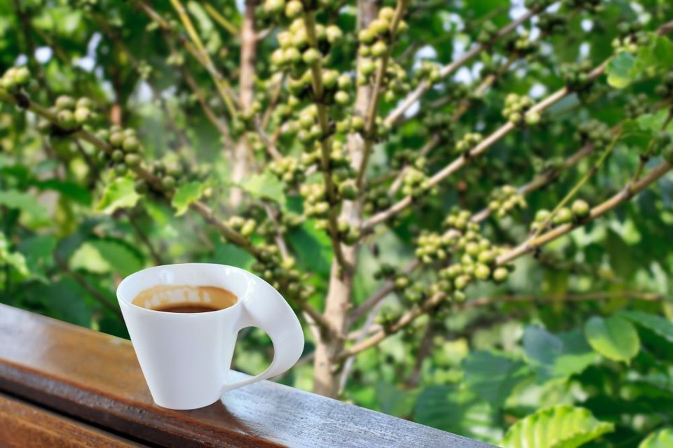 1-10lb Bali Blue Moon * Specialty Coffee * Order Today Roasted Today ...