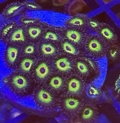 Bob Marley Zoanthids Zoa- (25+ polyps), Live Coral Frag WYSIWYG. SPS ...