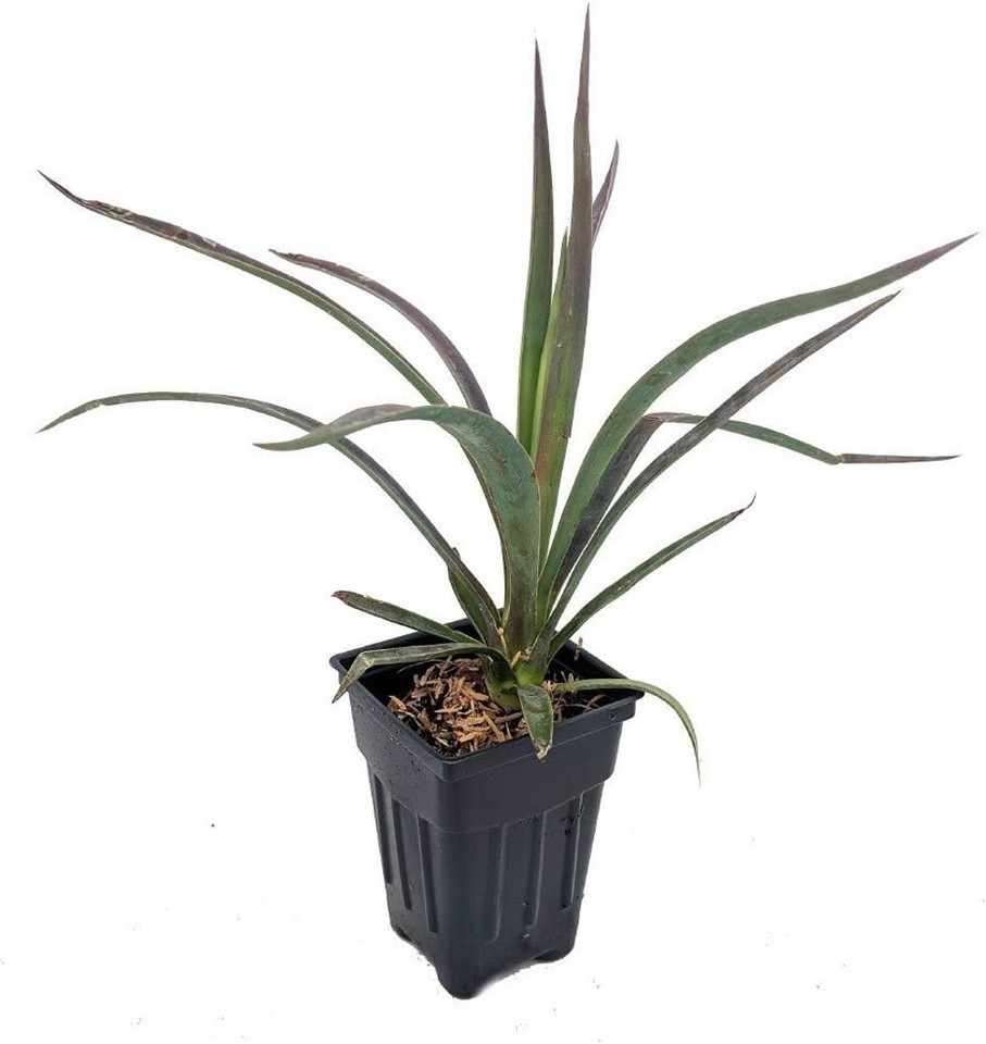 Yucca Magenta Purple Foliage Aloifolia Magic Indoor Or Outdoor Live ...