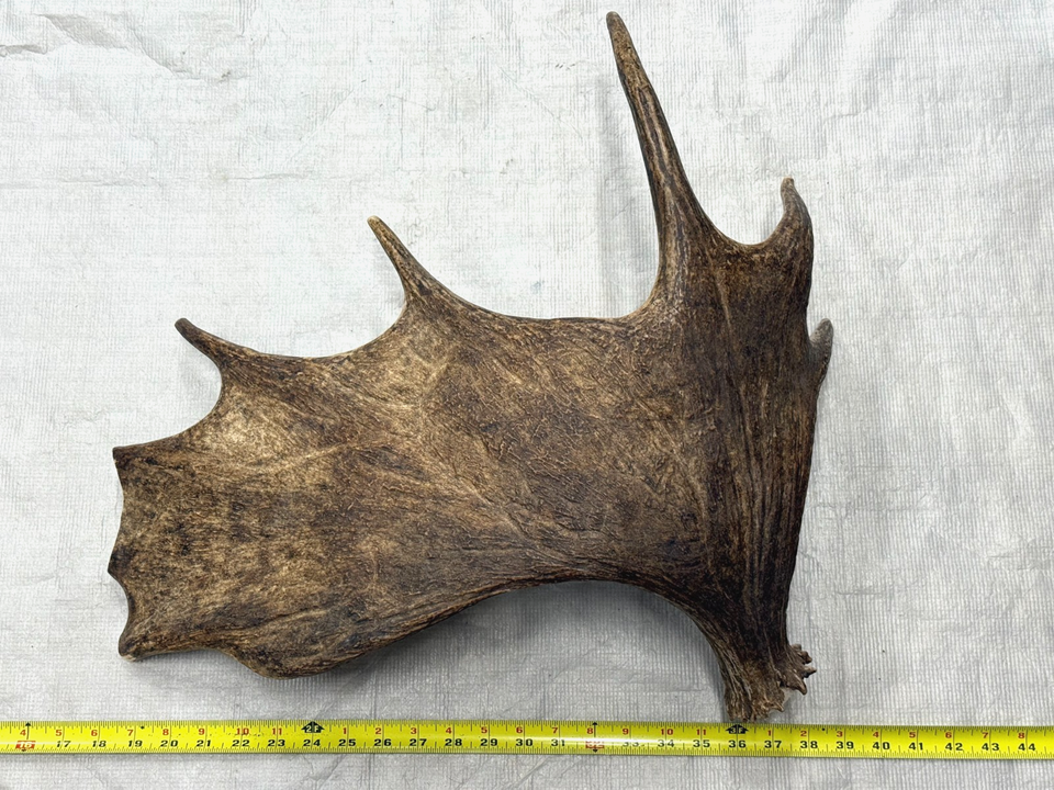 Real moose antler antlers crafts natural taxidermy art carving crafting ...