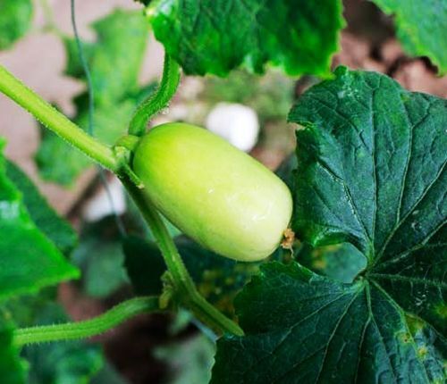 100 Mixed Cucumber Family Seeds Various Kinds Of Cucumis Cuke Seed ...