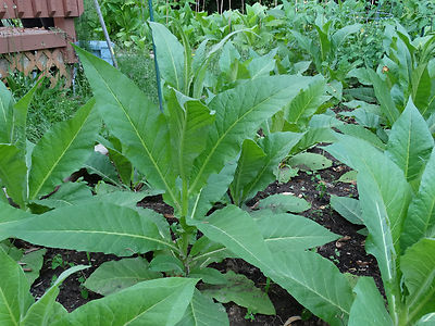 Louisiana PERIQUE TOBACCO 2000+ SEEDS 0.2 Gram RARE HEIRLOOM Fresh 2024 ...